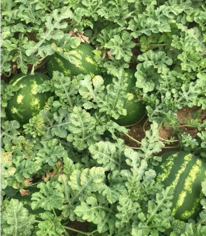 Grandis F1 (500 seminte) pepene verde extratimpuriu, rotund, Nunhems