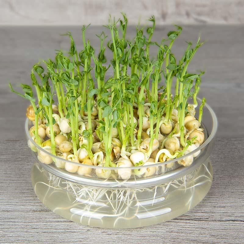 Groch Cukrowy - Mazare dulce (50 gr) seminte pentru germeni sau ...