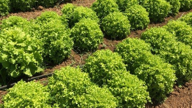 Iratxe (800 seminte) salata verde tip Batavia, frunze ondulate ...