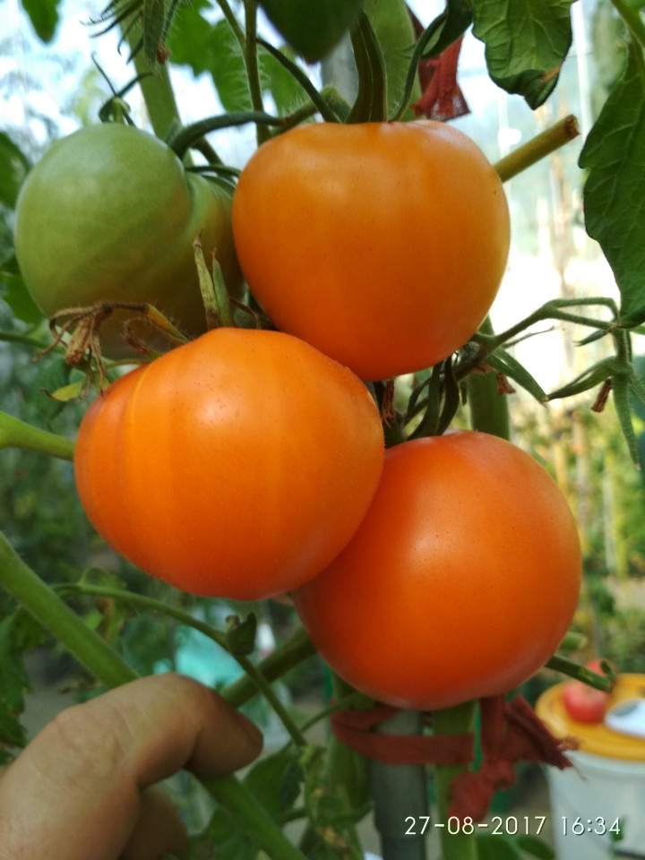 Kelloggs Breakfast (60 seminte) rosii portocalii de culoarea mandarinei ...