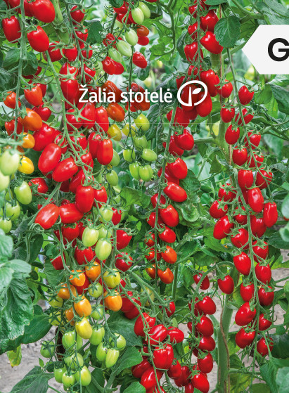 Seminte Rosii - Seminte1