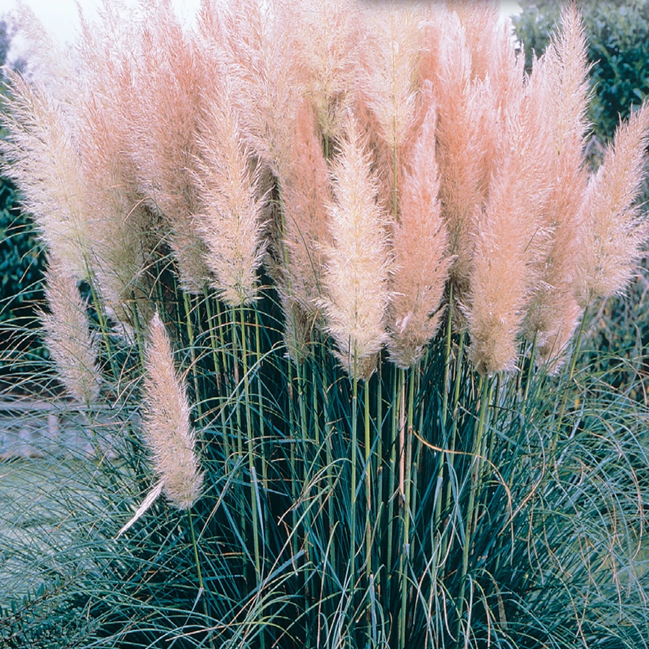 Pampas Plume Pink (1000 seminte) Iarba de Pampas roz, iarba decorativa ...