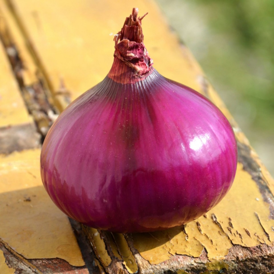 Redwing F1 (250.000 seminte) ceapa rosie cu forma atractiva si o ...