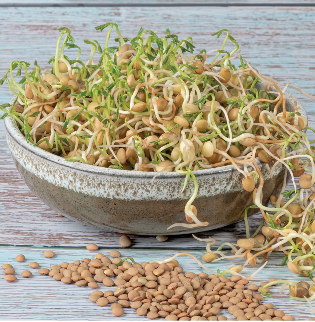 Soczewica - Linte (20 gr) seminte pentru germeni sau vlastari de Linte ...