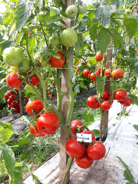 Seminte tomate romanesti - Seminte1