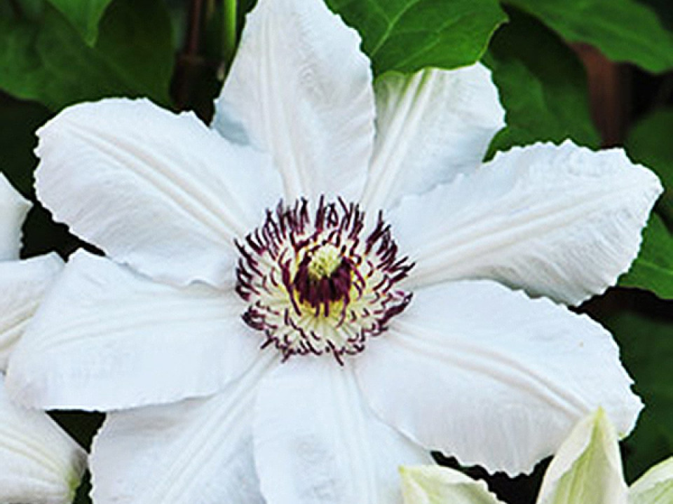 Clematite Krolowa Jadwiga (1.5 m in ghiveci de 2 L), tufa ornamentala ...