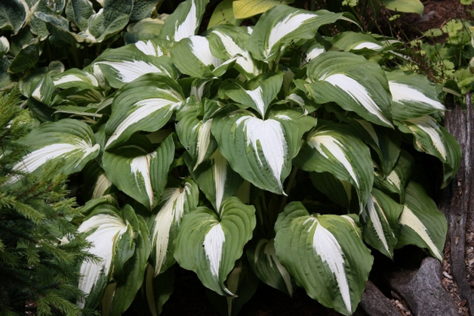 Crin de toamna Hosta Night Before Christmas (ghiveci 1,5 L), planta ...