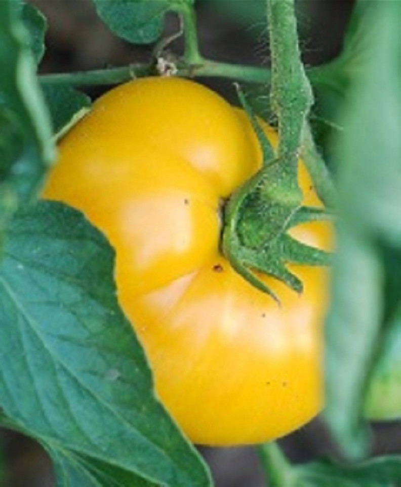 Rosii exotice, seminte de rosii exotice, rosii albe, galbene, rosii ...