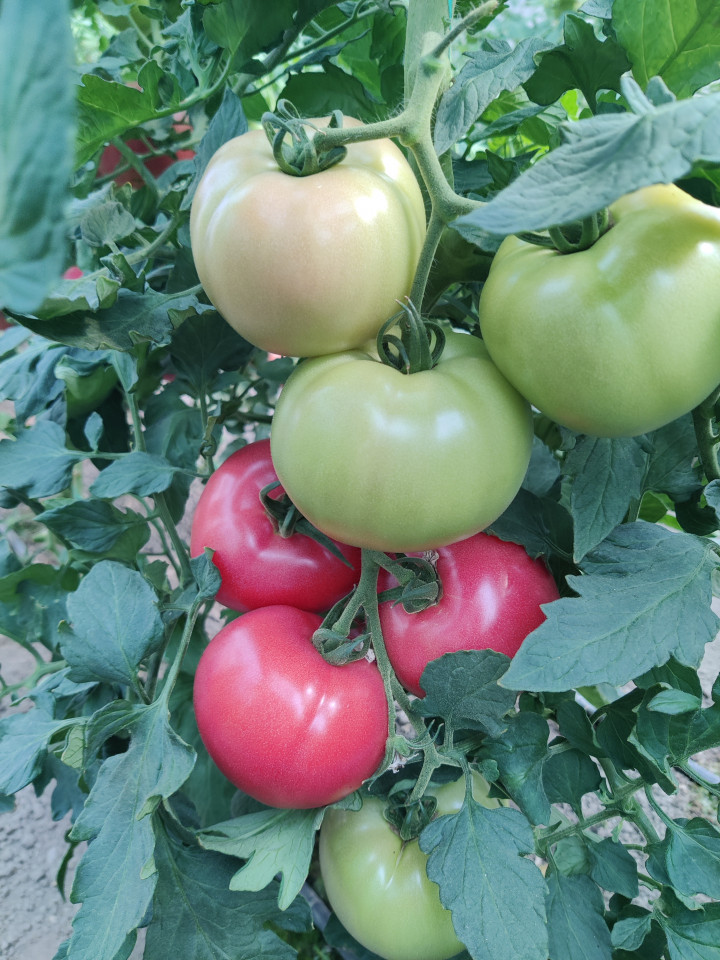 Seminte tomate roz - Seminte1