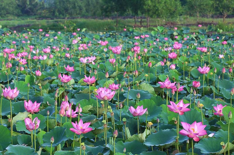 Lotus Indian (8 seminte) Sacred Indian Lotus - Nelumbo nucifera, flori ...