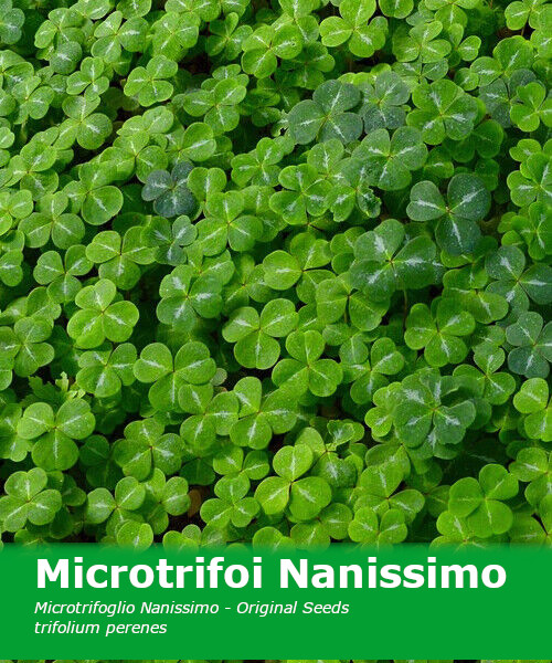 Seminte Trifoi Alb Pitic - Seminte1