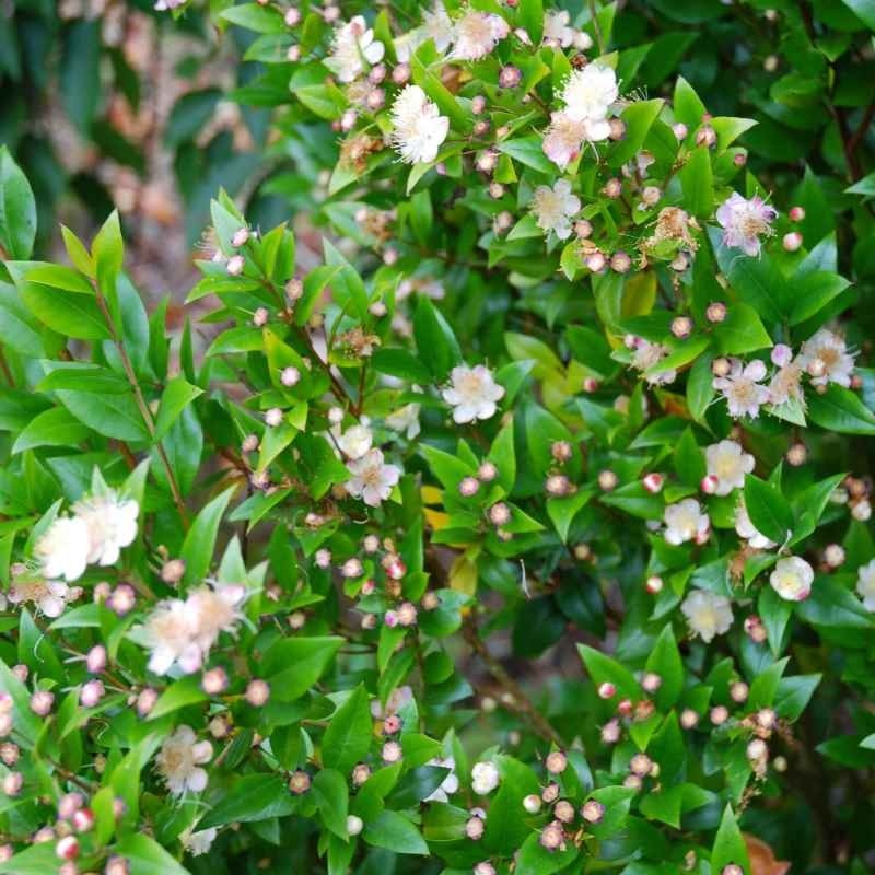 Mirt (30 seminte) True Myrtle - Myrtus communis, arbust cu frunze si ...