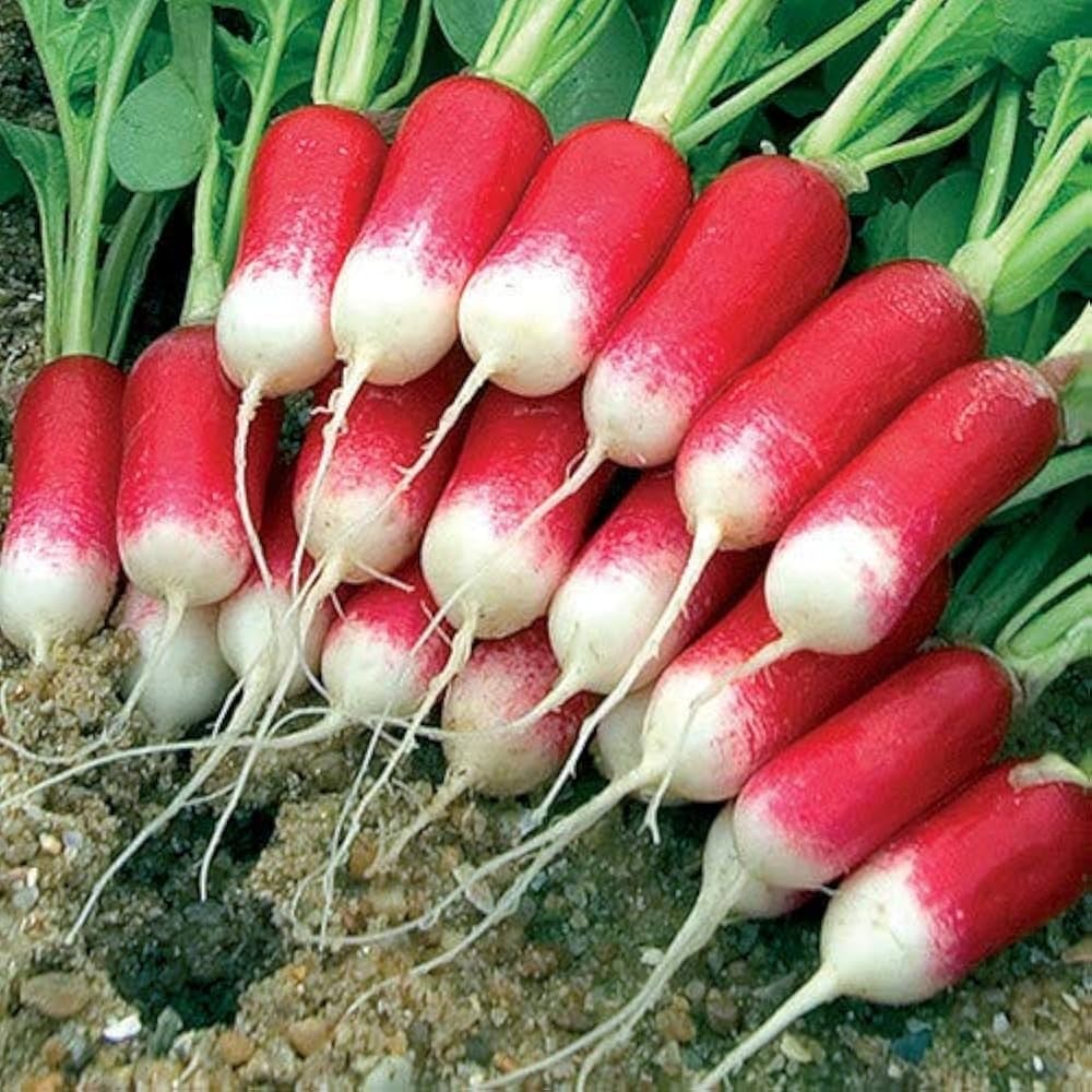 Ridichi Bio Patricia (200 seminte) ridichi cilindrice BIO, rosii cu ...