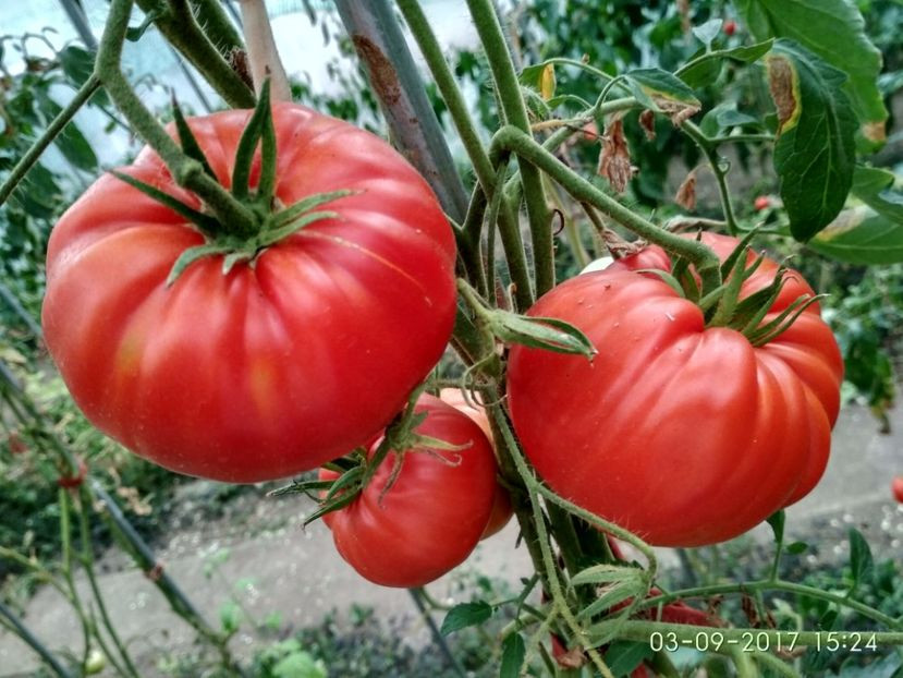 Beefmaster F1 (30 seminte) tomate fructe foarte mari tip gigant, pulpa ...