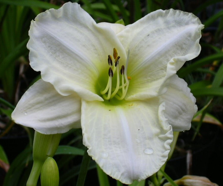 Crin Hemerocallis White Temptation (ghiveci 1,5 L), crin de o zi cu ...