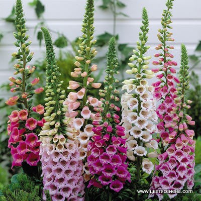 Florian seminte rosii bulgaresti seminte legume pret bulgaria romania