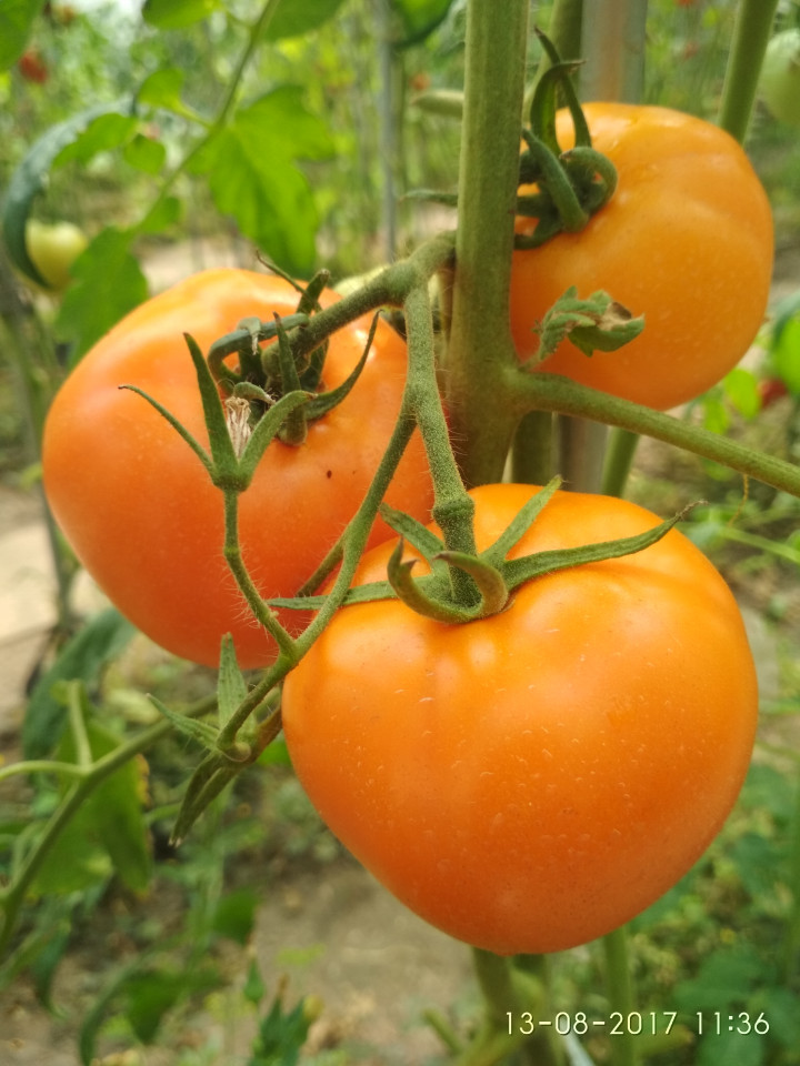 Kelloggs Breakfast (60 seminte) rosii portocalii de culoarea mandarinei ...