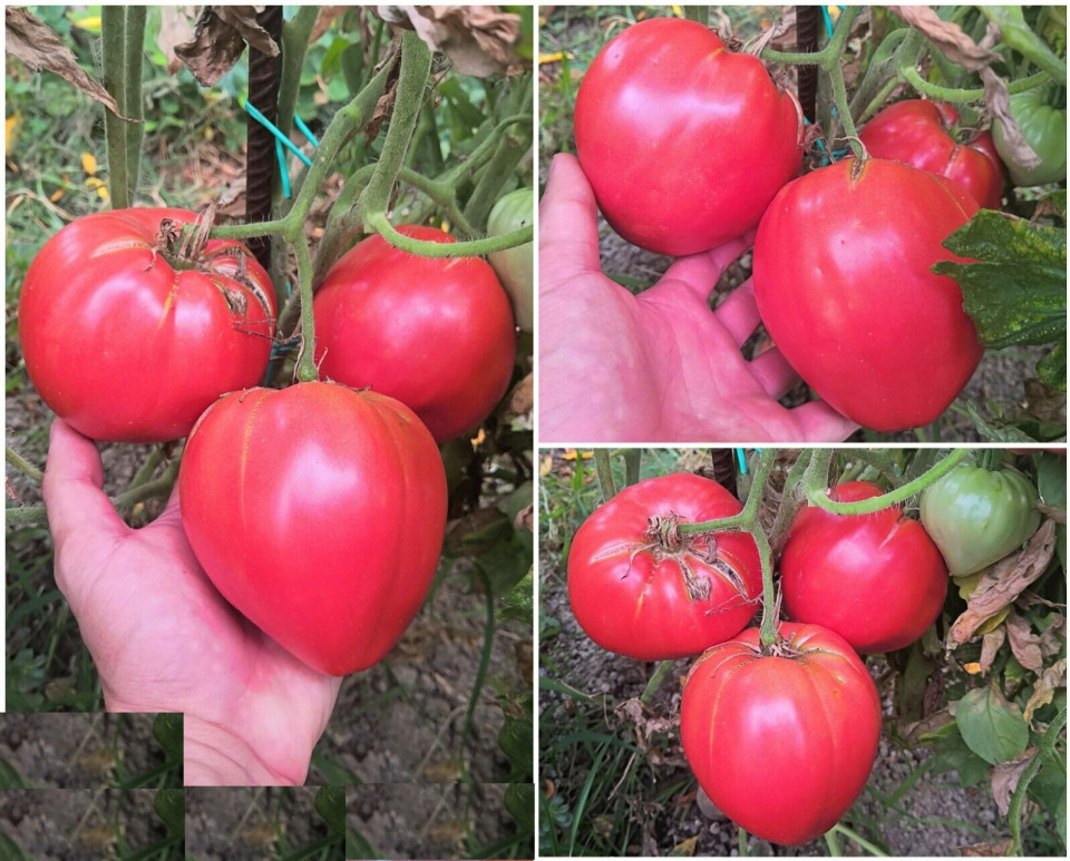 Malinowy Rodeo (60 seminte) rosii de tip inima de bivol Beef Gigant cu ...