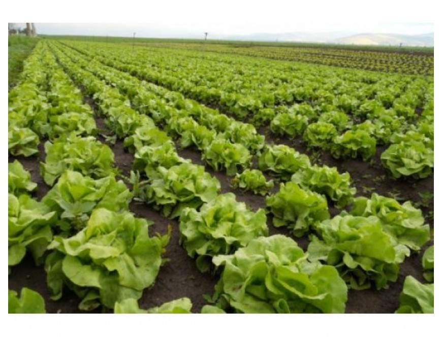 Rivalda (1000 seminte) drajate de salata de capatana cu o perioada de ...