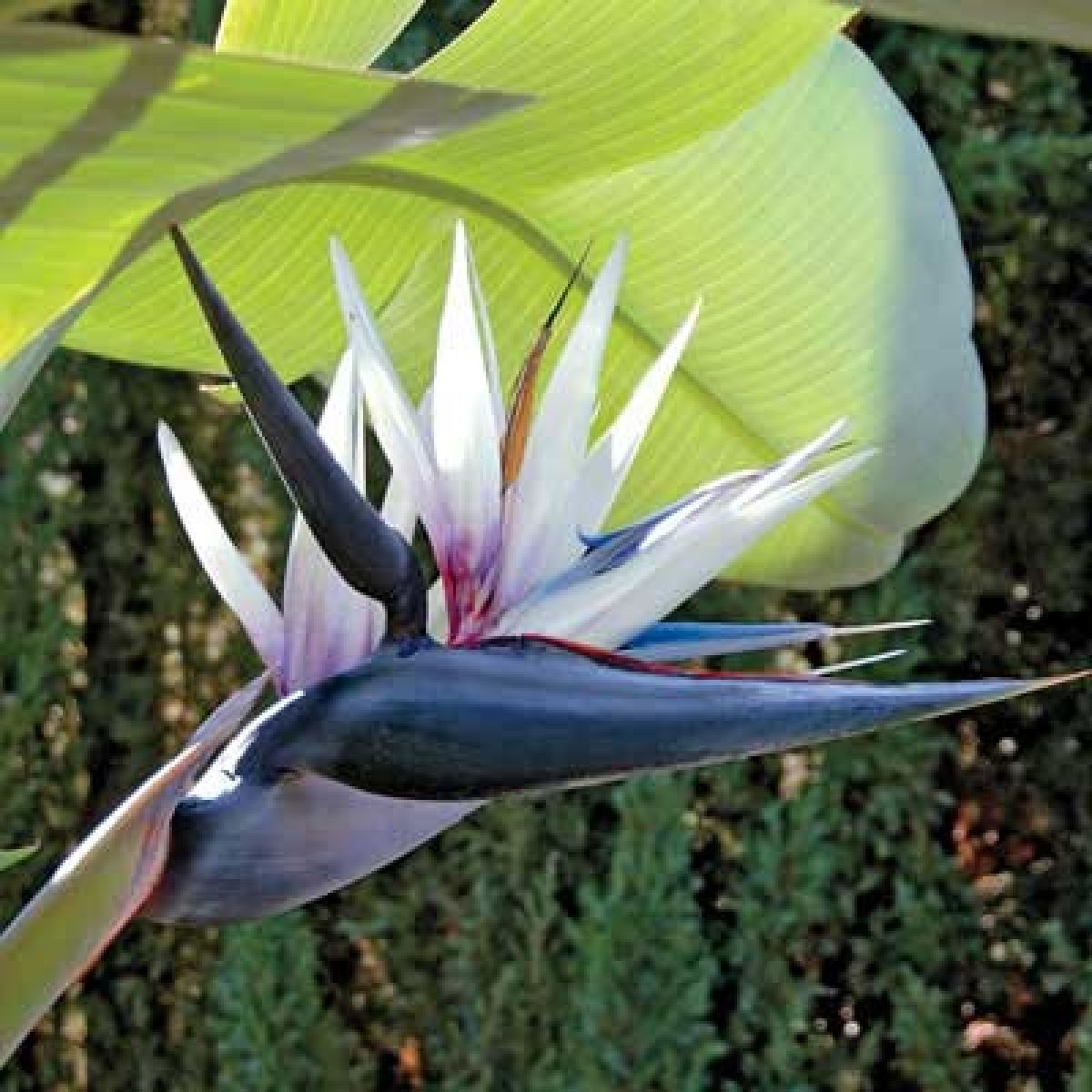 Seminte Plante Exotice, Saflax - Seminte1