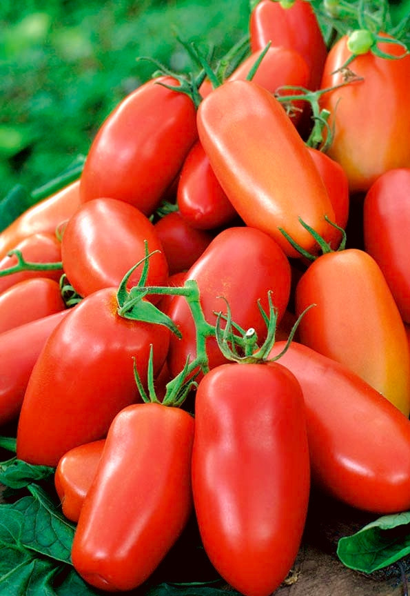 Seminte Rosii - Seminte1