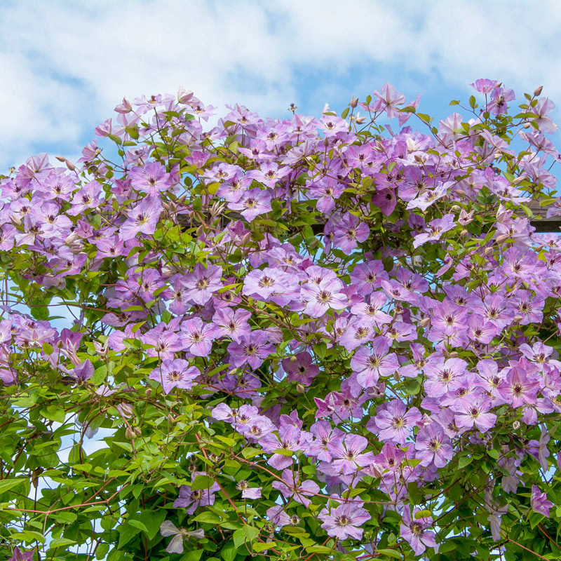 Clematite Morning Sky (1.5 m in ghiveci de 2 L) tufa ornamentala ...