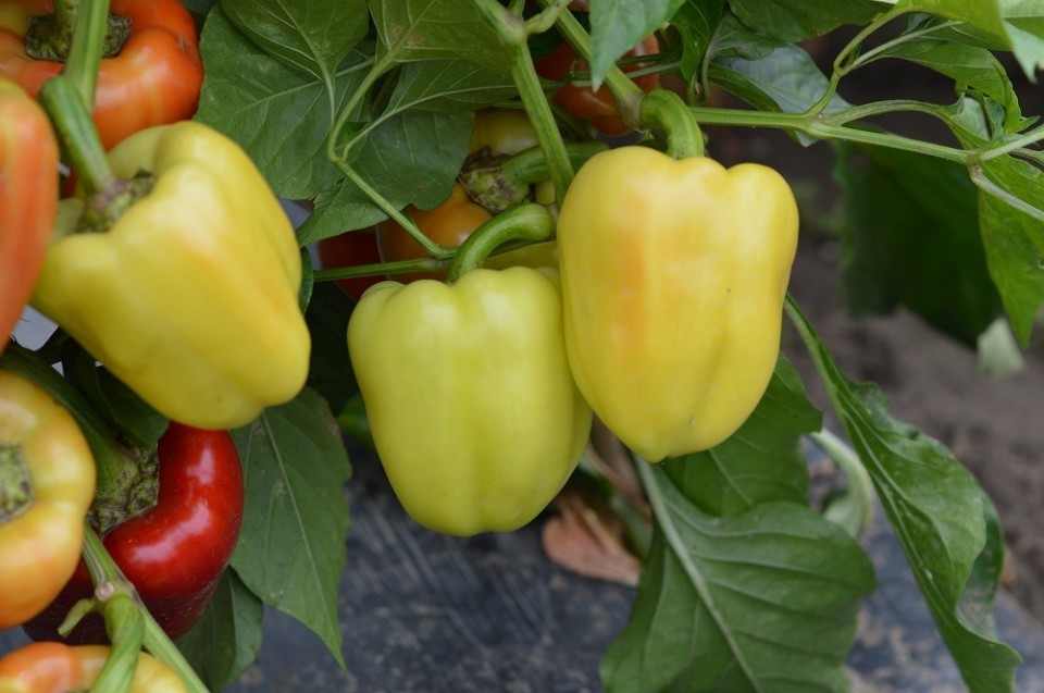 Seminte legume romanesti - Seminte1