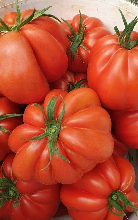 Seminte Rosii Crete - Seminte1