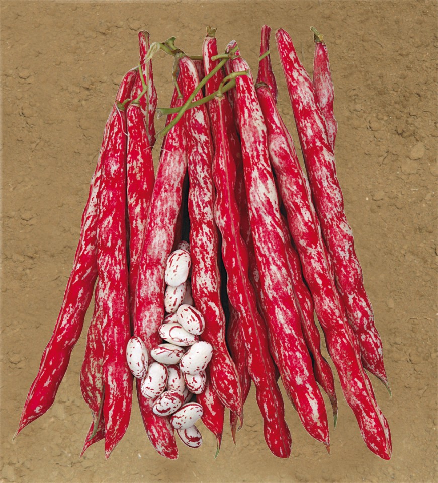 Borlotto Lingua di Fuoco (50 gr) seminte fasole pitica tarcata, Agrosem