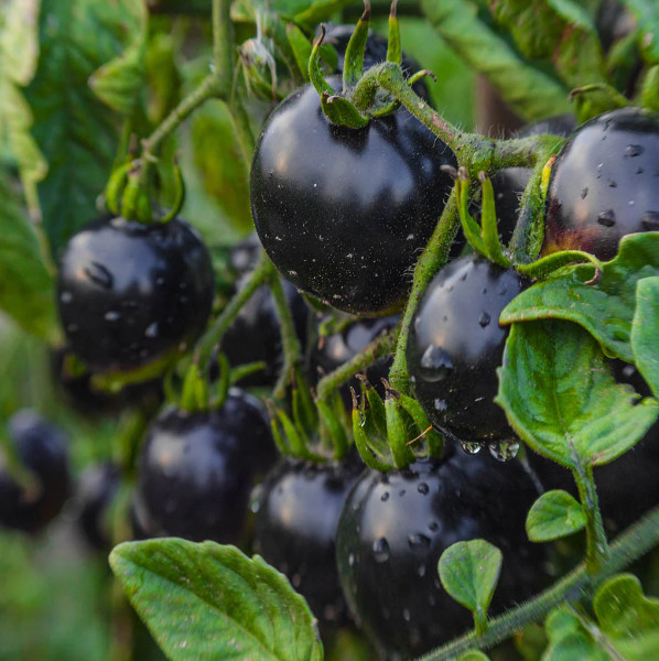 Indigo Rose (8 seminte) tomate Trandafir Negru, gust foarte dulce ...