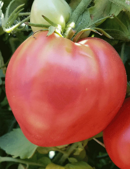 Inima de Bivol Roz tip Gigant (70 seminte) rosii mari roz soi ...