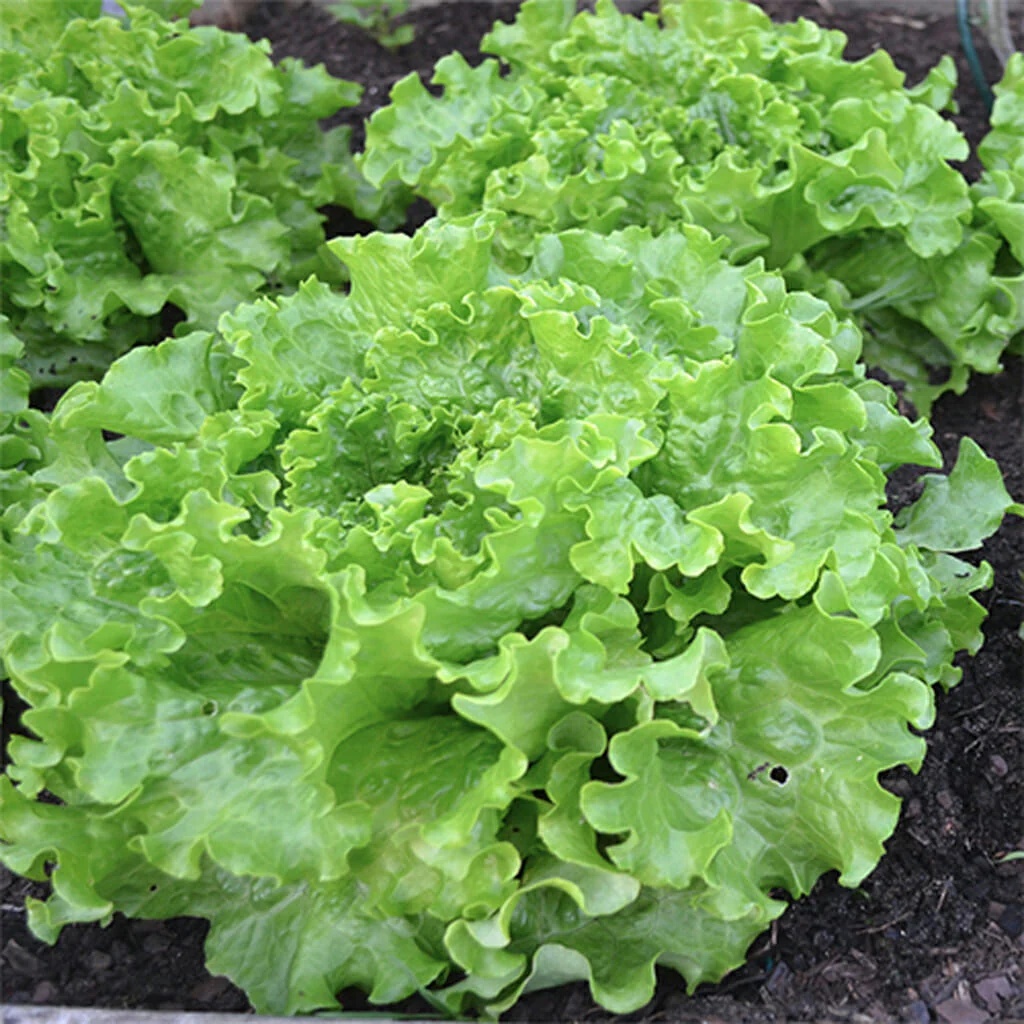 Iratxe (800 seminte) salata verde tip Batavia, frunze ondulate ...