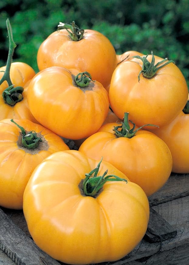 Seminte Rosii - Seminte1