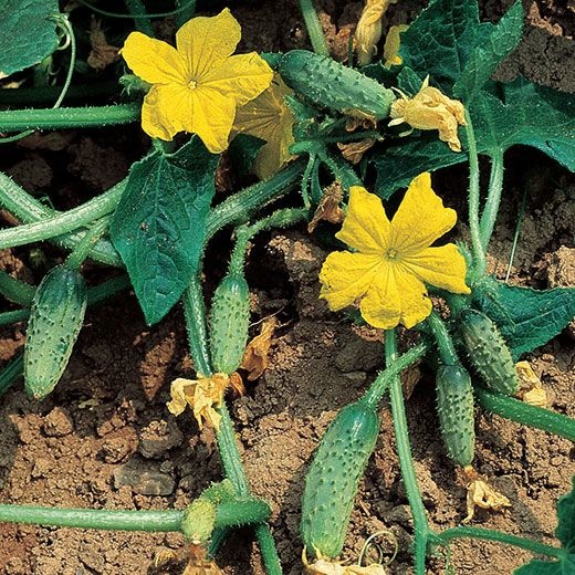 Piccolo Verde di Parigi BIO (15 seminte) castraveti cornichon BIO ...