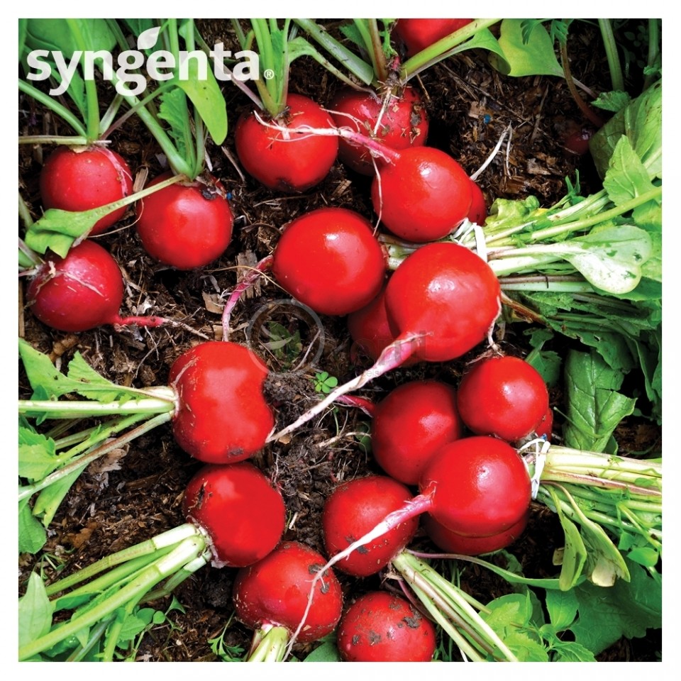 Rondar F1 (10.000 seminte) de ridichii soi timpuriu rotund, Syngenta