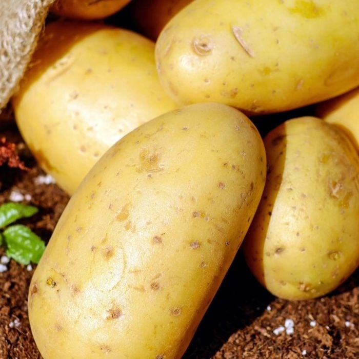 Samanta cartofi - Seminte1