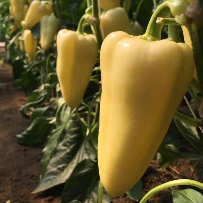 Trinity F1 (1000 seminte) ardei gras conic alb, Capsico