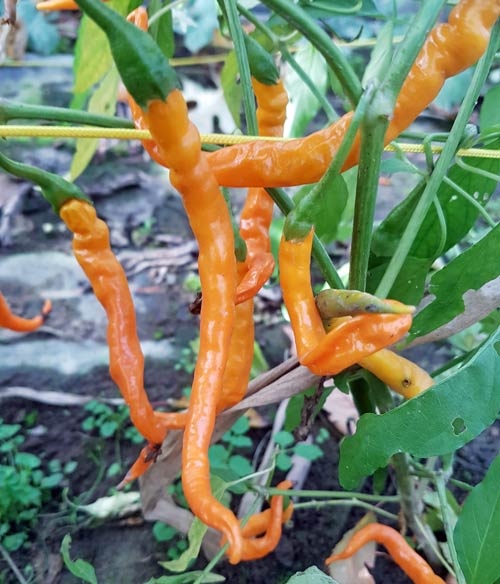 Turuncu Spiral BIO (30 seminte) ardei iute stralucitor portocaliu, lung ...