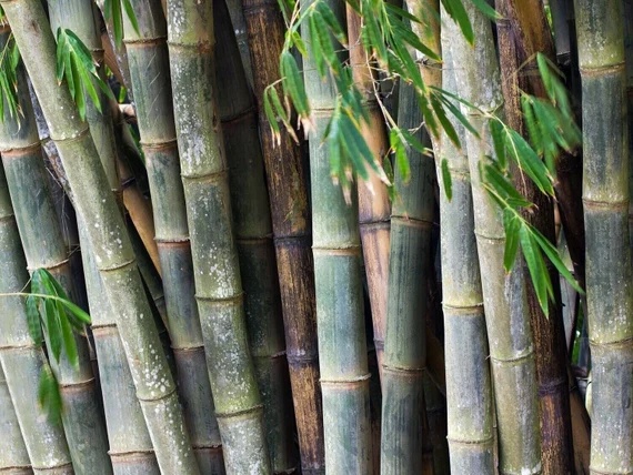 Bambus Calcutta (50 seminte) Calcutta Bamboo - Dendrocalamus strictus ...