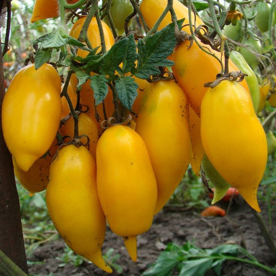 Banana Legs (70 seminte) rosii alungite galbene, foarte exotice, gust ...