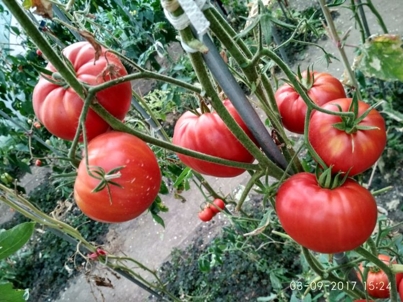 Beefmaster F1 (30 seminte) tomate fructe foarte mari tip gigant, pulpa ...