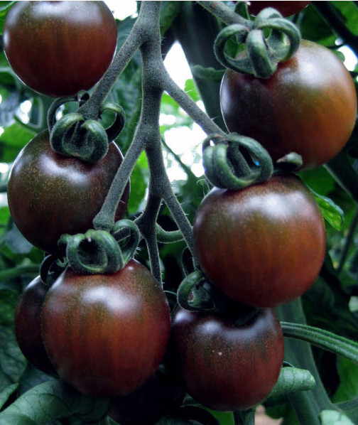 Seminte Rosii - Seminte1