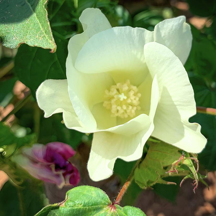 Seminte Flori - Seminte1 - Pagina 5