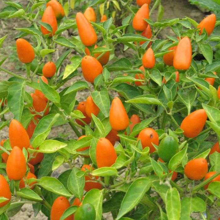 Seminte Ardei Iuti - Seminte1