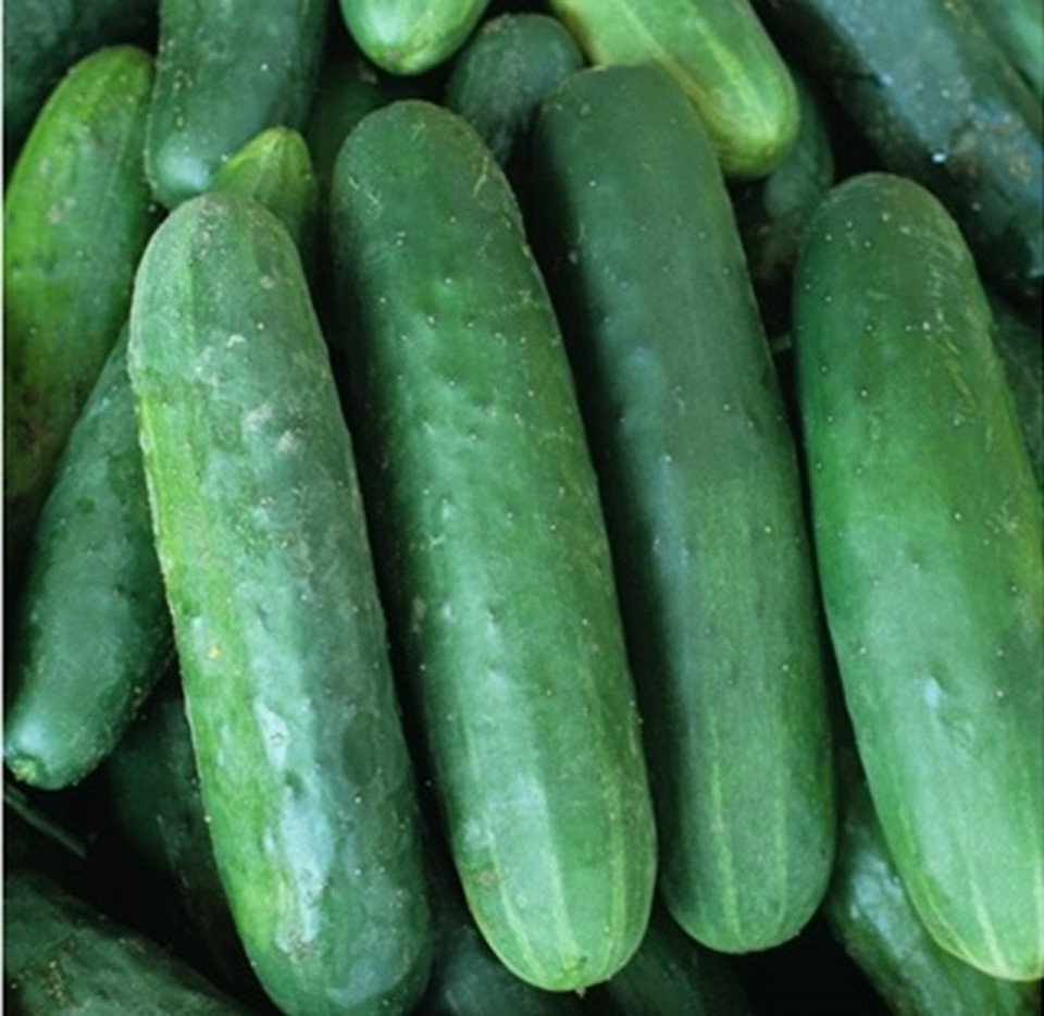 Seminte Castraveti - Seminte1