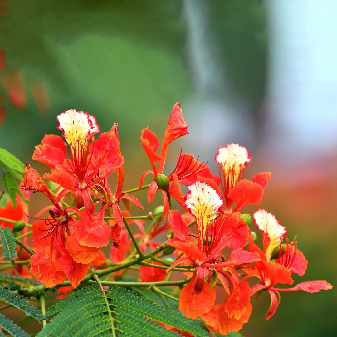 Copac Flacara (5 seminte), Arbore de Foc Delonix Regia, Toraf