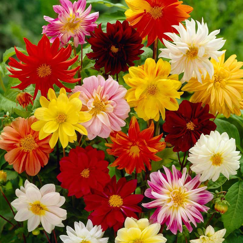 Dalia mix (0.3 gr) flori colorate simple si duble, Agrosem