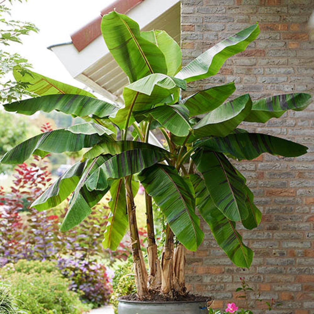 Bananier (5 seminte) Darjeeling Banana - Musa sikkimensis, rezistent la ...