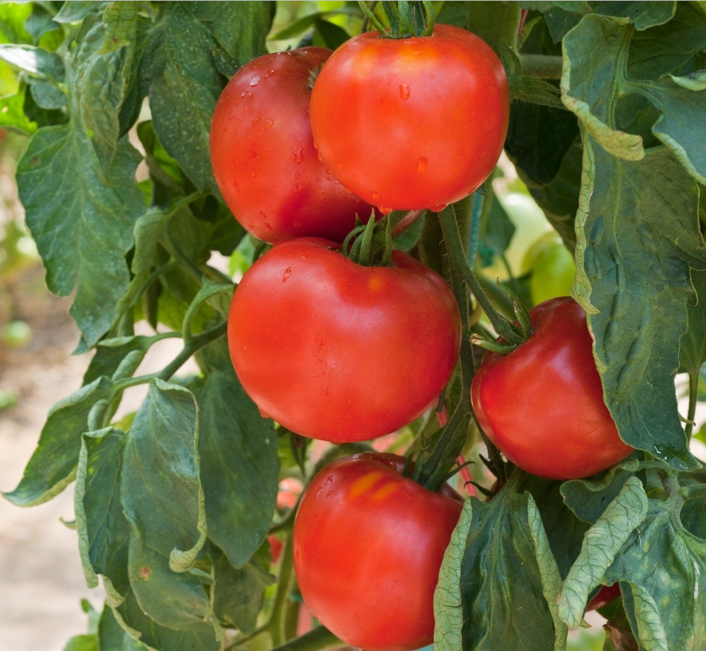 Krakus (300 seminte) tomate determinate, soi mediu inalt, potrivita ...