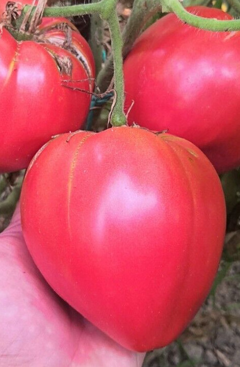 Seminte Rosii - Seminte1